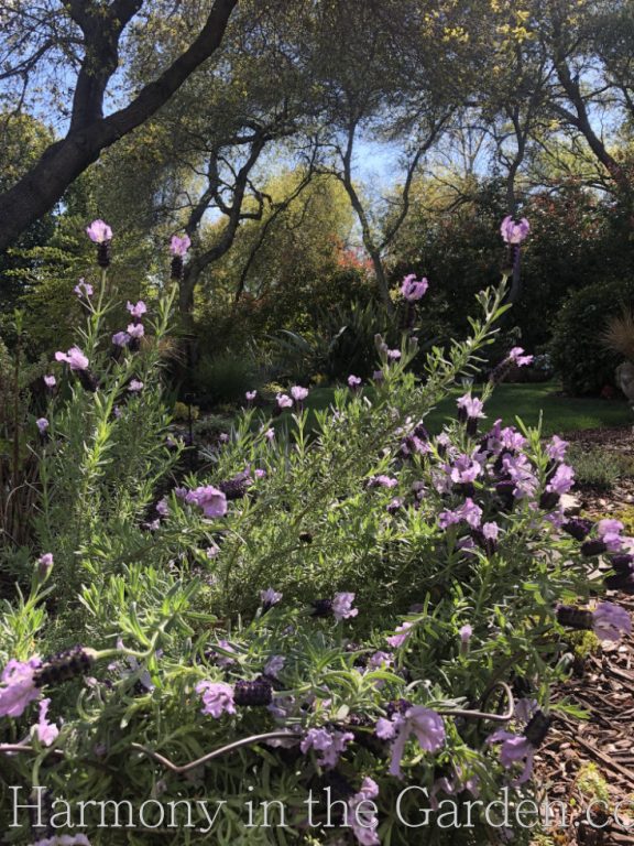 Lavenders for all four seasons - Harmony in the Garden