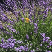 Lavenders for all four seasons - Harmony in the Garden