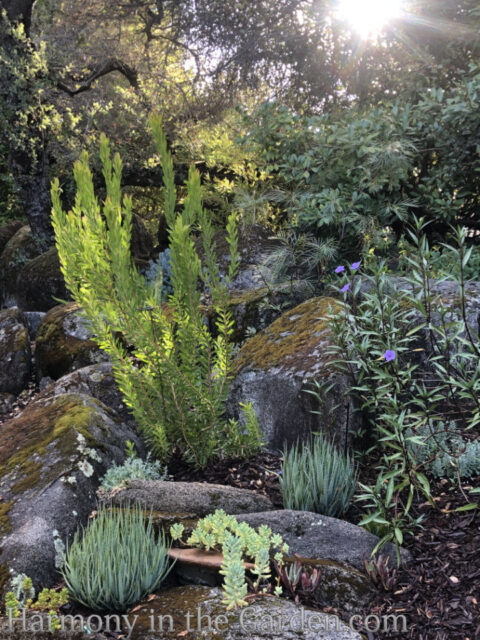 A Side Yard Makeover – plus a HUGE giveaway! - Harmony in the Garden