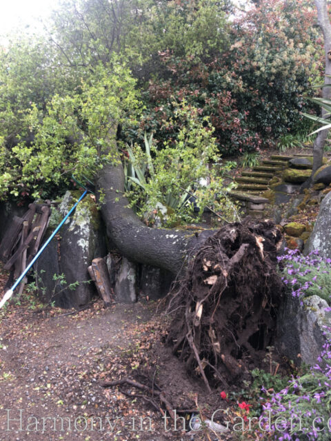 Garden Inspiration Using Dead Trees & Branches - Harmony in the Garden