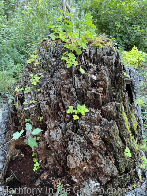 Garden Inspiration Using Dead Trees & Branches - Harmony in the Garden