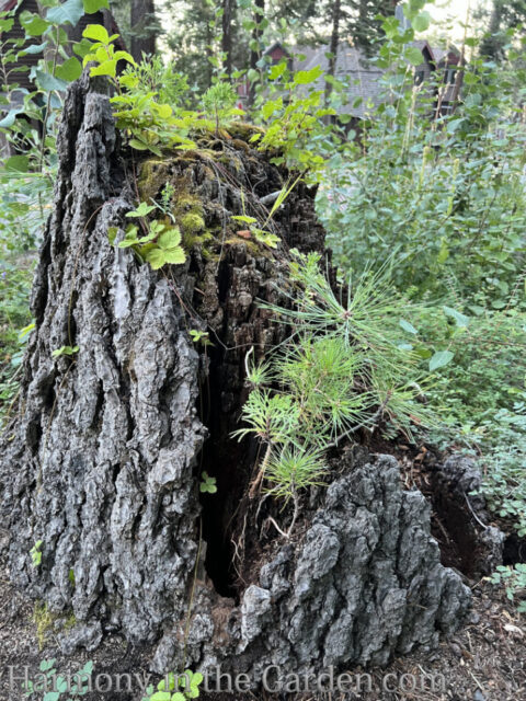 Garden Inspiration Using Dead Trees & Branches - Harmony in the Garden
