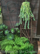 Garden Inspiration Using Dead Trees & Branches - Harmony in the Garden