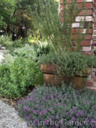 Plants for the 4 C’s: Corners, Cracks, Crannies & Crevices - Harmony in ...