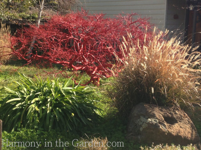 Garden Inspiration Using Dead Trees & Branches - Harmony in the Garden