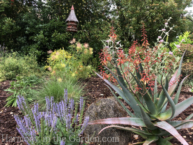 Creating Contrast in the garden - Harmony in the Garden