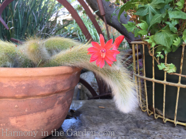 Freaky, Creepy Plants for Halloween - Harmony in the Garden