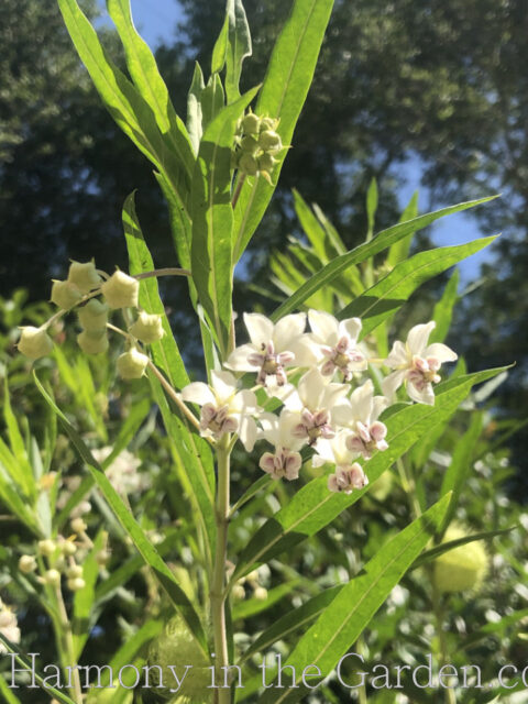 Freaky, Creepy Plants for Halloween - Harmony in the Garden