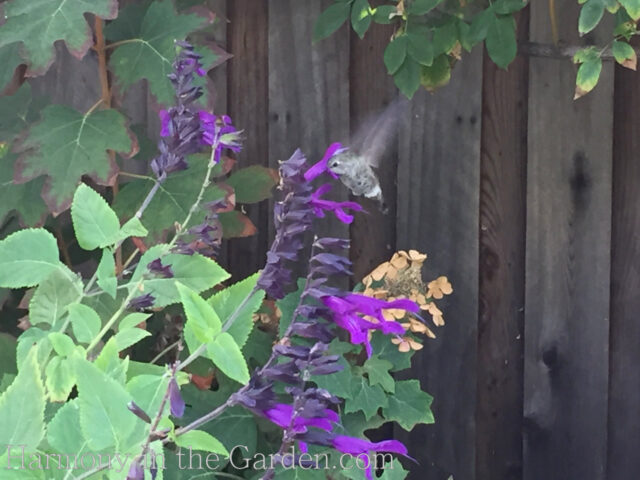 Four Seasons of Salvias - Harmony in the Garden