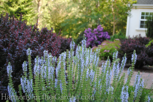 Four Seasons of Salvias: Year-Round Color in My Garden