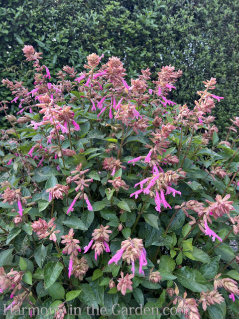 Four Seasons of Salvias: Year-Round Color in My Garden