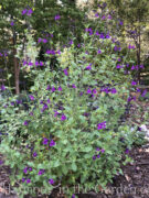 Four Seasons of Salvias - Harmony in the Garden