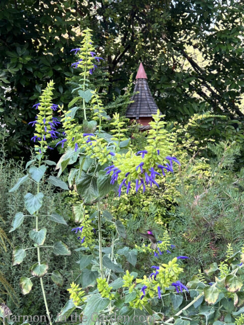 Four Seasons of Salvias: Year-Round Color in My Garden