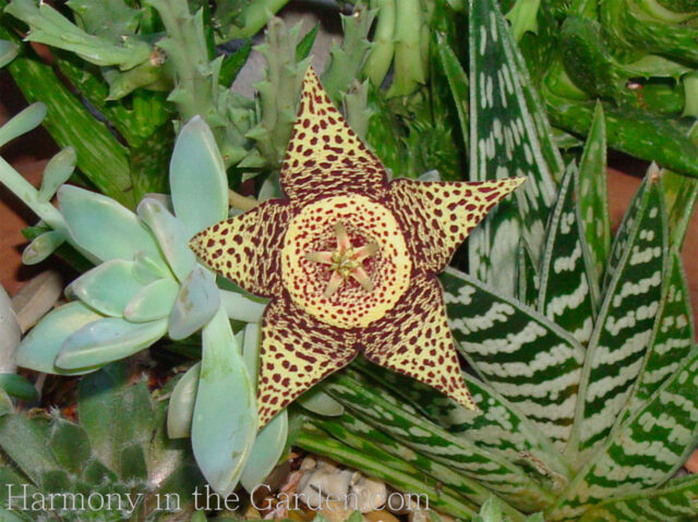 Freaky, Creepy Plants for Halloween - Harmony in the Garden