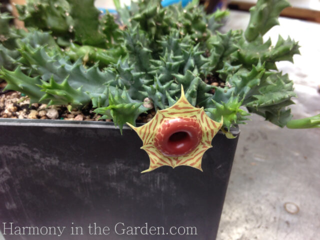 Freaky, Creepy Plants for Halloween - Harmony in the Garden