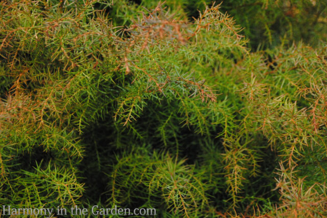 Creating Winter Interest in the Garden - Part 2 - Harmony in the Garden