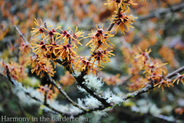 Creating Winter Interest in the Garden - Part 2 - Harmony in the Garden
