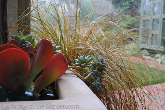 Creating Winter Interest in the Garden - Part 2 - Harmony in the Garden