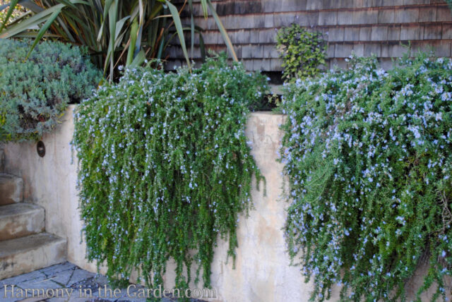 Designing with Rosemary in the Garden - Harmony in the Garden