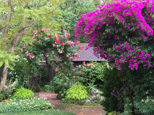 Adding Height with Flowering, Towering Plants - Harmony in the Garden