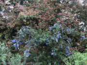 Adding Height with Flowering, Towering Plants - Harmony in the Garden