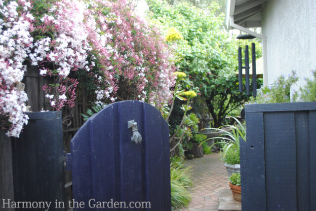 Adding Height with Flowering, Towering Plants - Harmony in the Garden