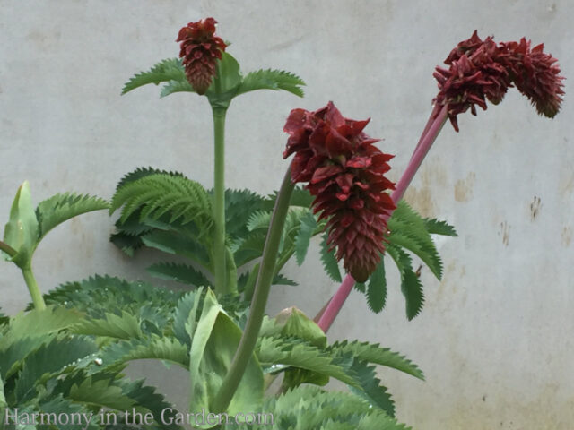 Add Height with Flowering, Towering Plants - Harmony in the Garden
