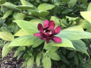 My Top 30 Native Plants for the Garden - Harmony in the Garden