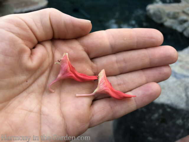 Adding Height with Flowering, Towering Plants - Harmony in the Garden