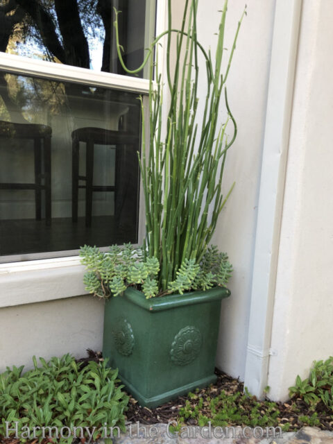 Adding Height with Flowering, Towering Plants - Harmony in the Garden