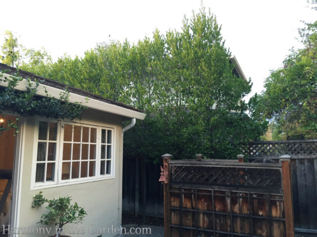 Landscaping for Privacy - Harmony in the Garden