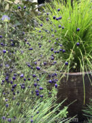 Designing with Ornamental Grasses - Harmony in the Garden