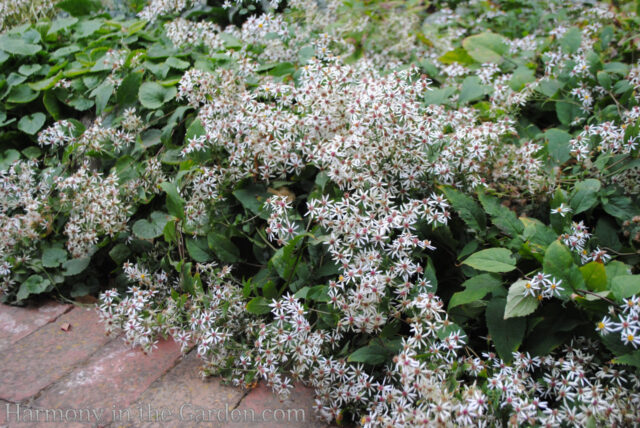 Wake Up Your Late Summer Garden - Harmony in the Garden