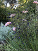 Designing with Ornamental Grasses - Harmony in the Garden