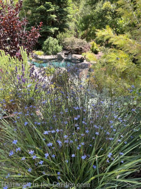 Designing with Ornamental Grasses - Harmony in the Garden