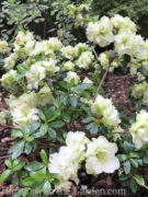 How To Use White In The Garden - Harmony in the Garden