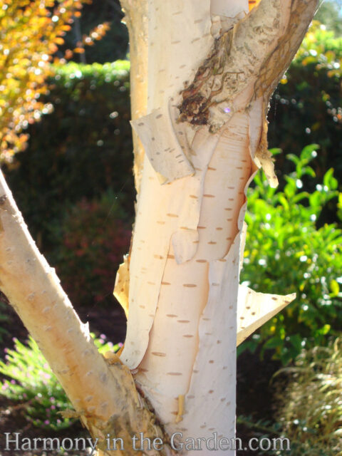 How To Use White In The Garden - Harmony in the Garden