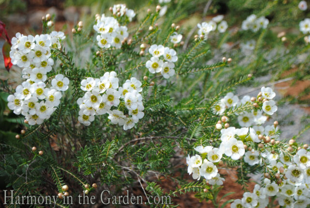How To Use White In The Garden - Harmony in the Garden