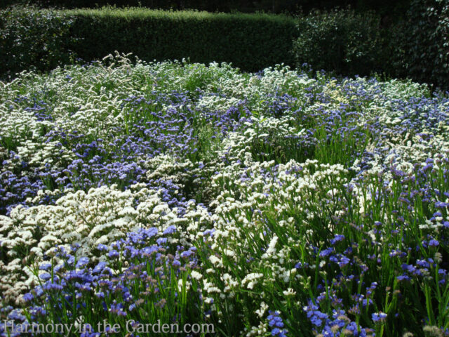 How To Use White In The Garden - Harmony in the Garden