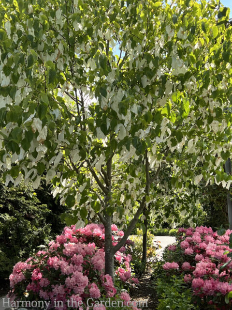 How To Use White In The Garden - Harmony in the Garden