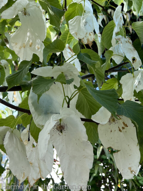 How To Use White In The Garden - Harmony in the Garden