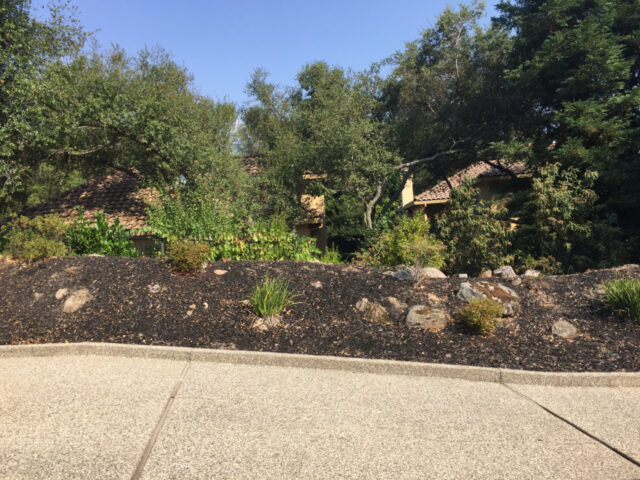 Designing a Barren Berm - Harmony in the Garden