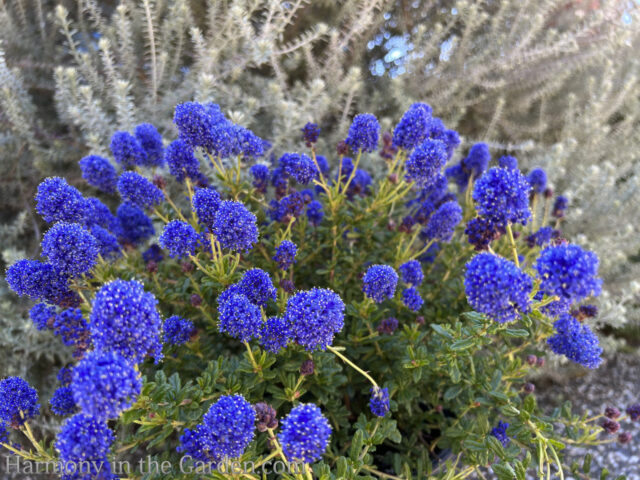 Designing a Barren Berm - Harmony in the Garden