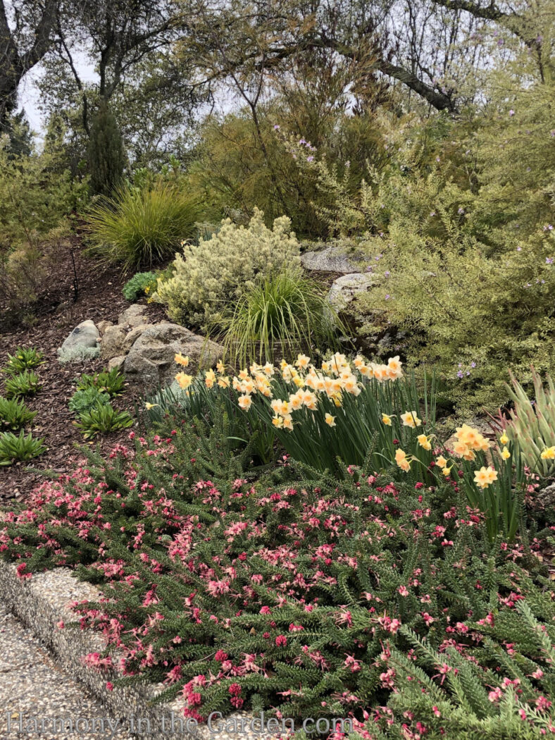 Designing a Barren Berm - Harmony in the Garden