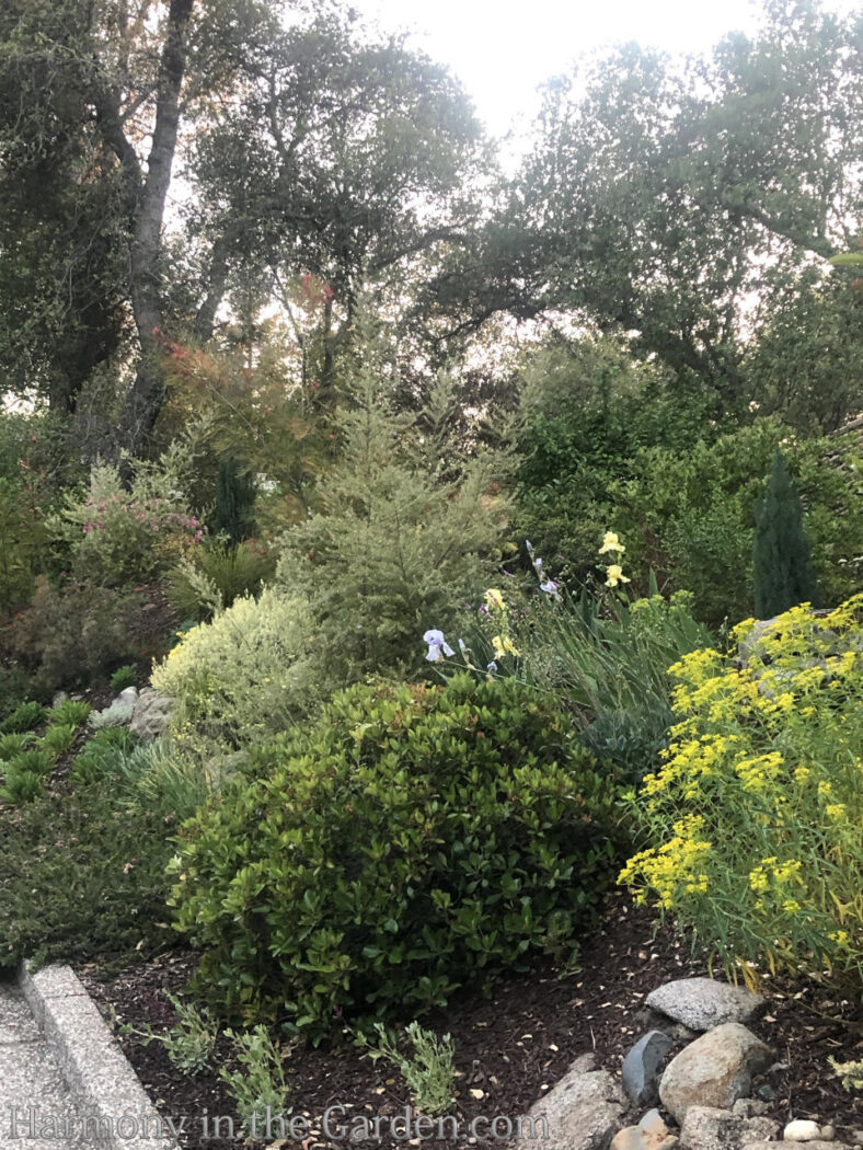 Designing a Barren Berm - Harmony in the Garden
