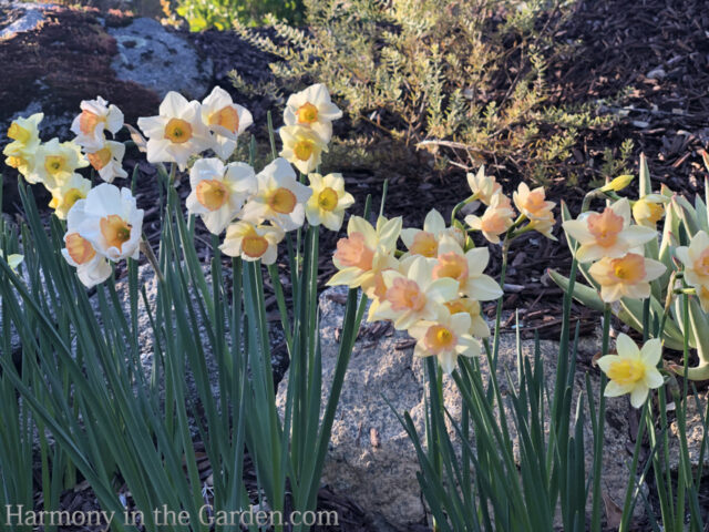 Spring Bulbs for Warm Climates - Harmony in the Garden