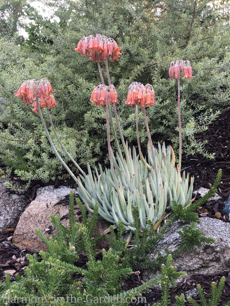 Designing a Barren Berm - Harmony in the Garden
