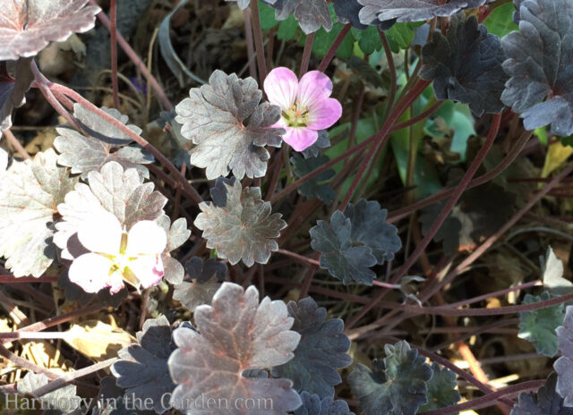 Geraniums and Pelargoniums in My Garden - Harmony in the Garden