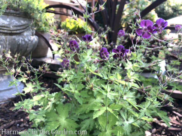 Geraniums and Pelargoniums in My Garden - Harmony in the Garden