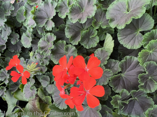 Geraniums and Pelargoniums in My Garden - Harmony in the Garden